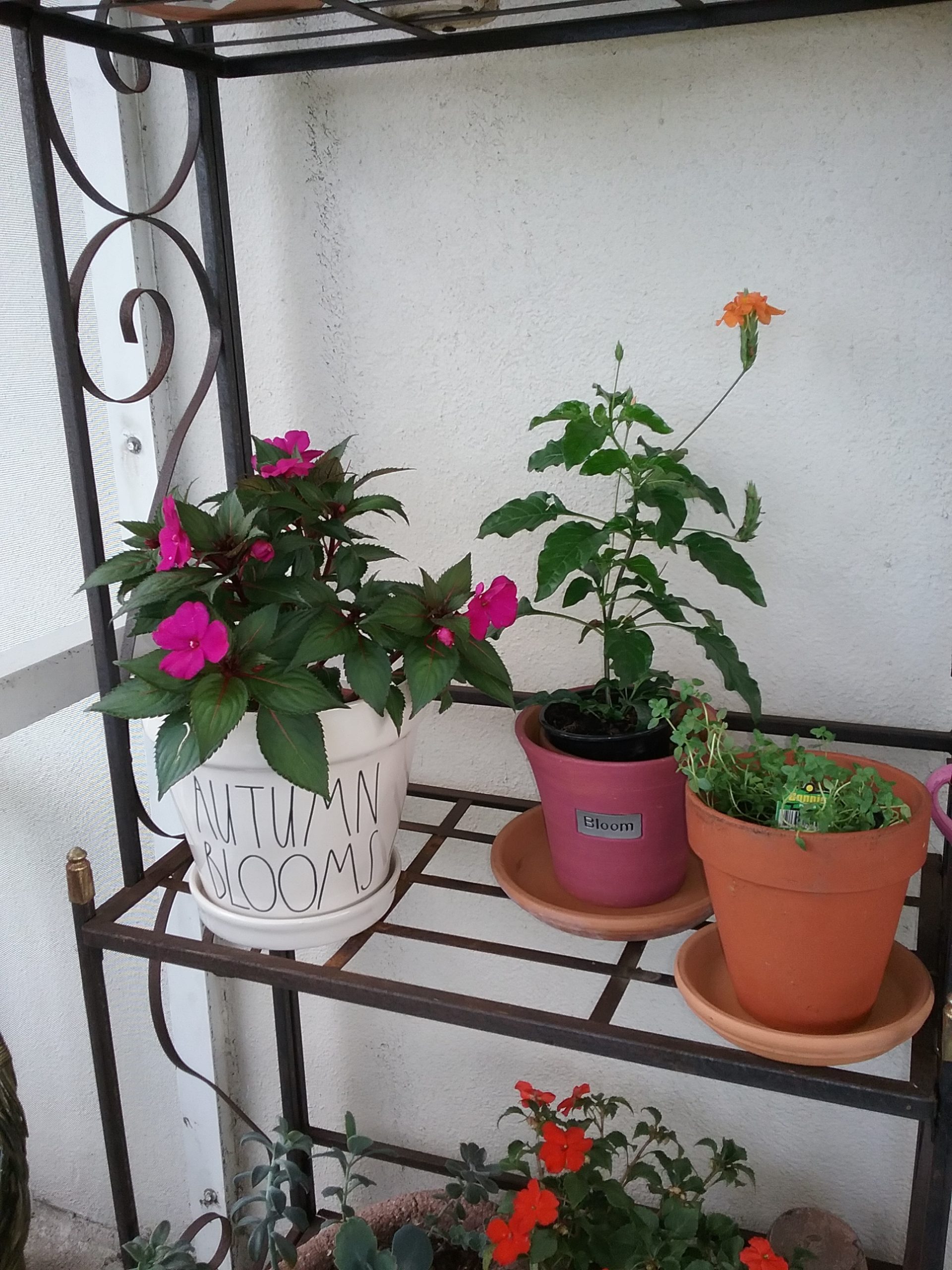 Fall Planters - From Farmhouse to Florida