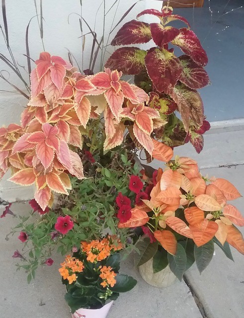 A Look Back - Autumn in the Garden - From Farmhouse to Florida