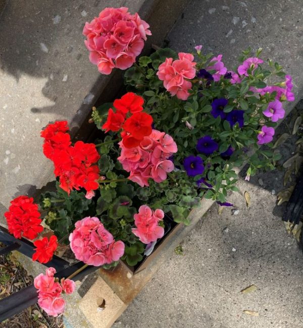 Easy Red & White Hanging Basket - From Farmhouse to Florida