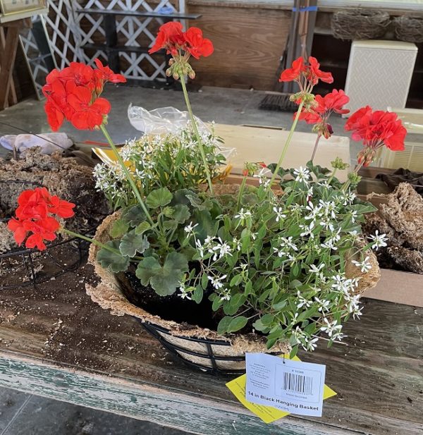 Easy Red & White Hanging Basket - From Farmhouse to Florida