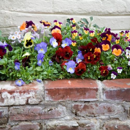 Tips for Growing Pansies in the Fall - From Farmhouse to Florida