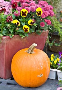 Tips for Growing Pansies in the Fall - From Farmhouse to Florida