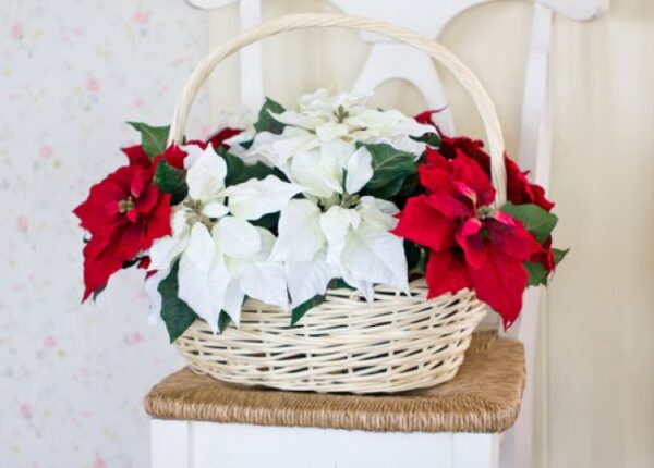 Poinsettia Decorating Ideas for the Holidays - From Farmhouse to Florida