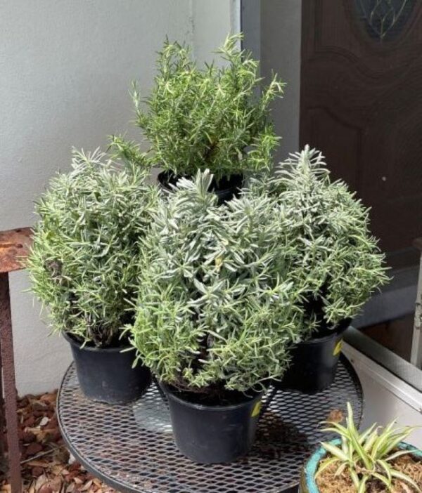 How to Grow Lavender in Pots! - From Farmhouse to Florida